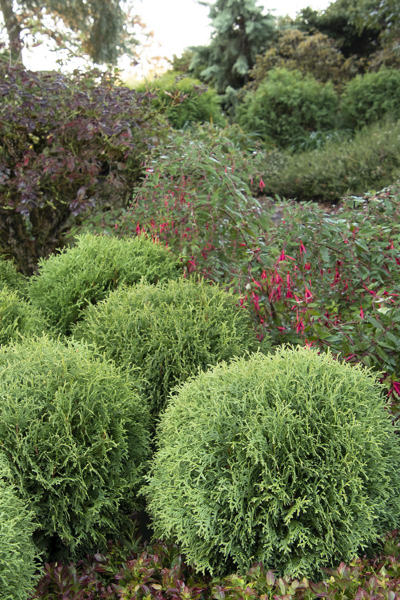 Junior Giant - Dwarf Thuja (Arborvitae) - 2 Gallon | J. Berry Nursery