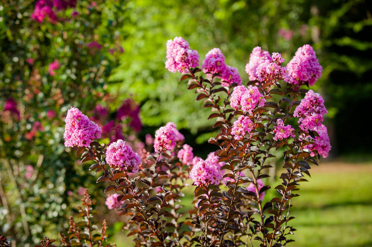 Crape Myrtles | J. Berry Nursery