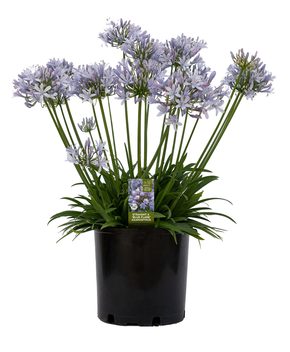 Products | J. Berry Nursery
