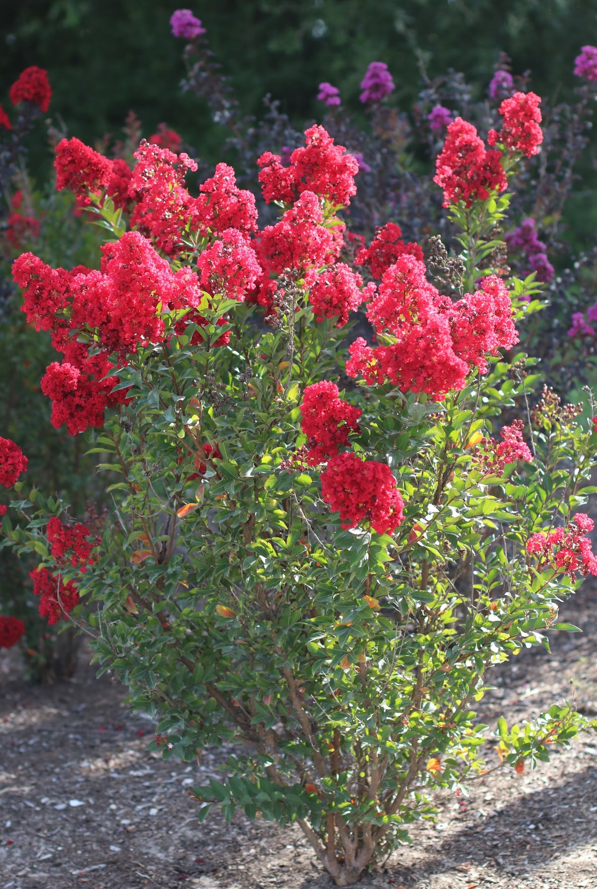 Garnet Queen™ - Emerald Empire® Deciduous Crape Myrtle Tree - 2 Gallon ...