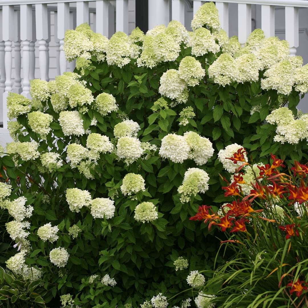 Hydrangea pan. Limelight - 2 Gallon | J. Berry Nursery