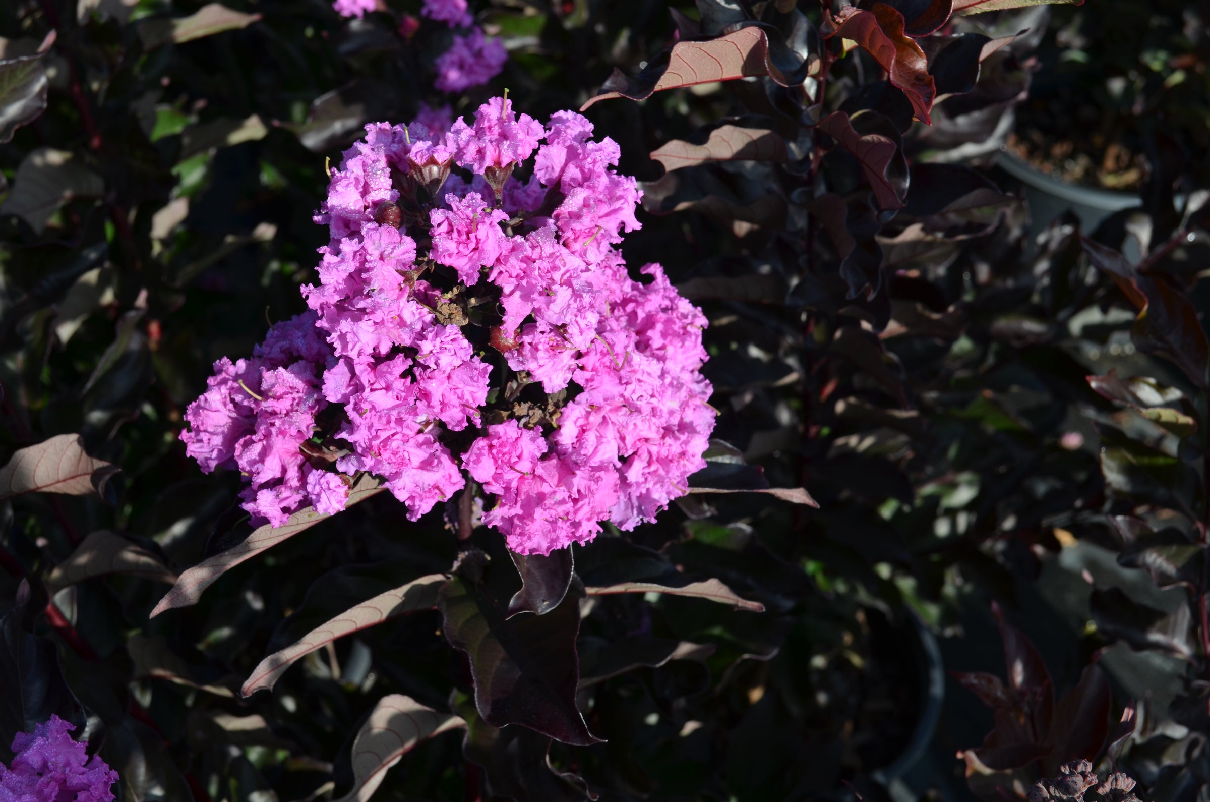 Crape Myrtles | J. Berry Nursery