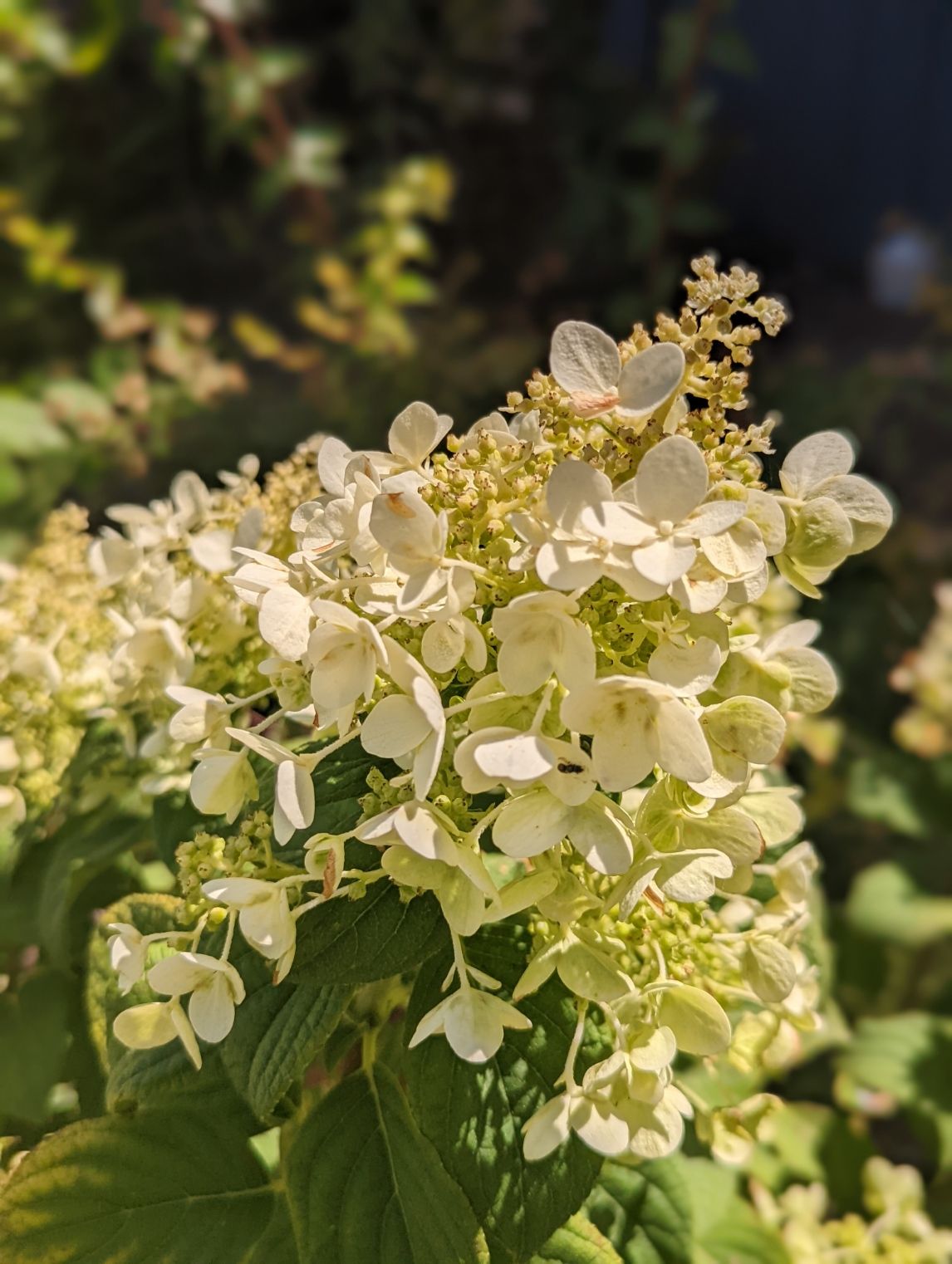 Hydrangea pan. Bee Happy - 2 Gallon | J. Berry Nursery