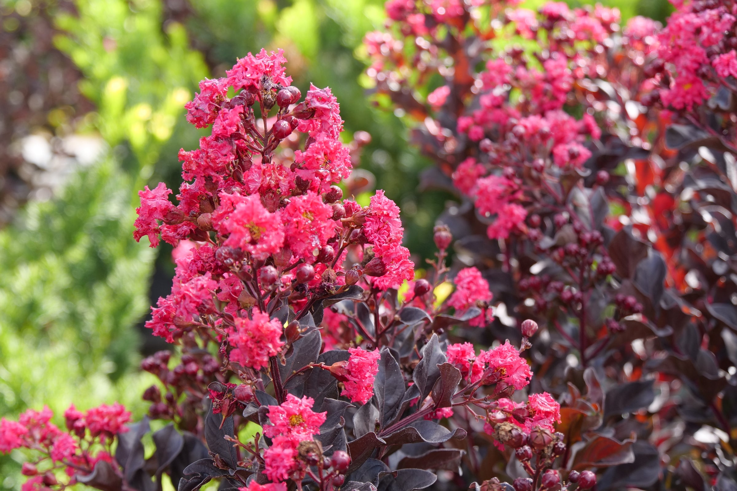 Crape Myrtles | J. Berry Nursery