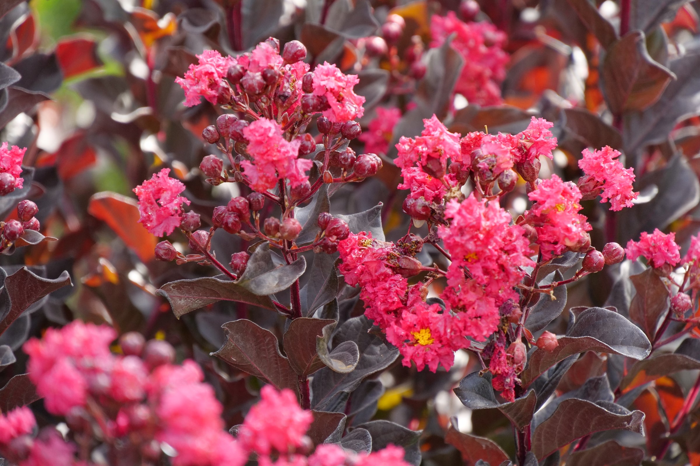 Crape Myrtles | J. Berry Nursery