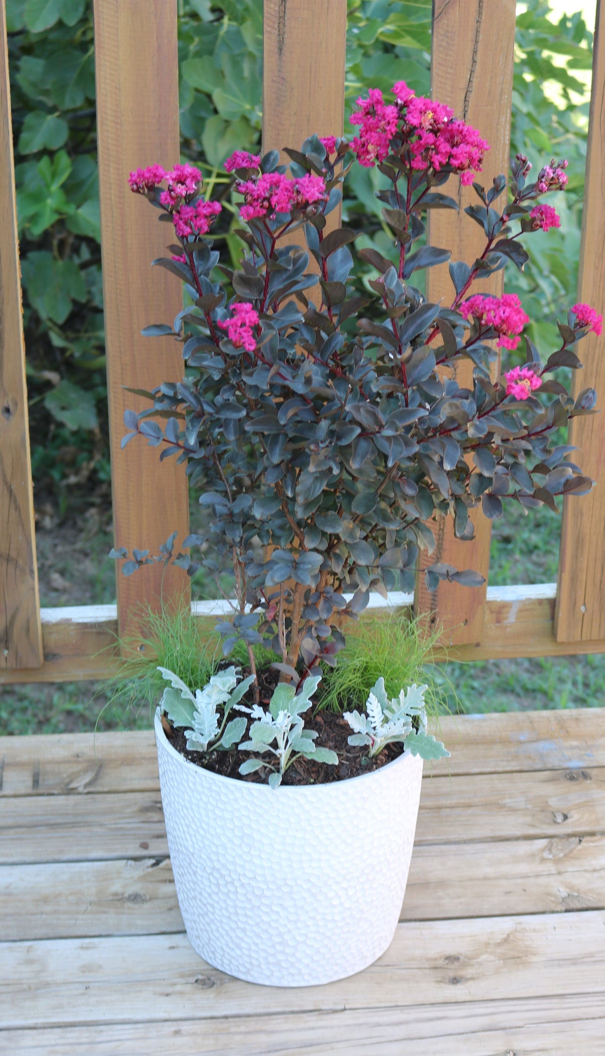 Crape Myrtle Black Diamond® Mystic Magenta™ - 2 Gallon | J. Berry Nursery