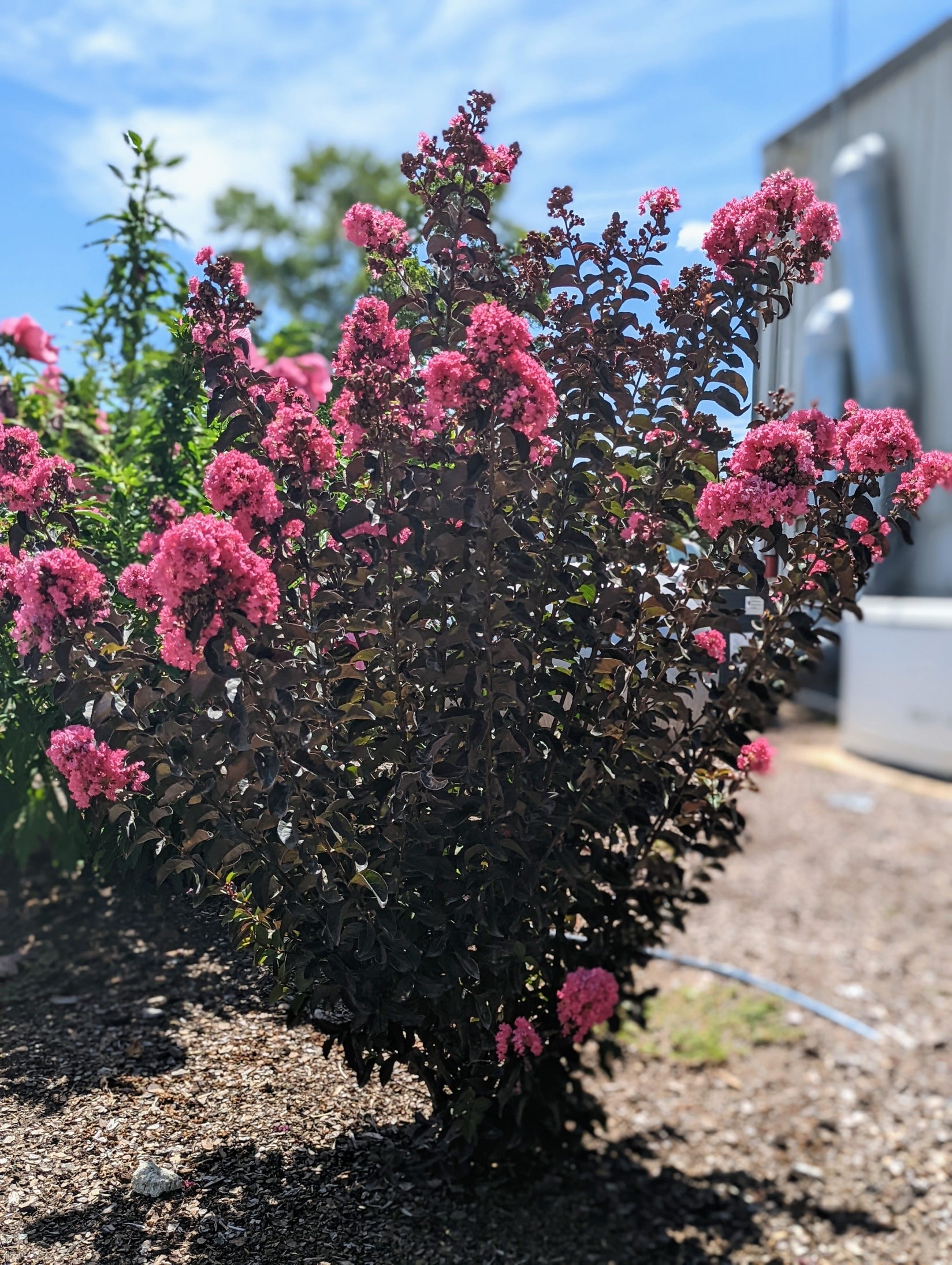 Crape Myrtles | J. Berry Nursery