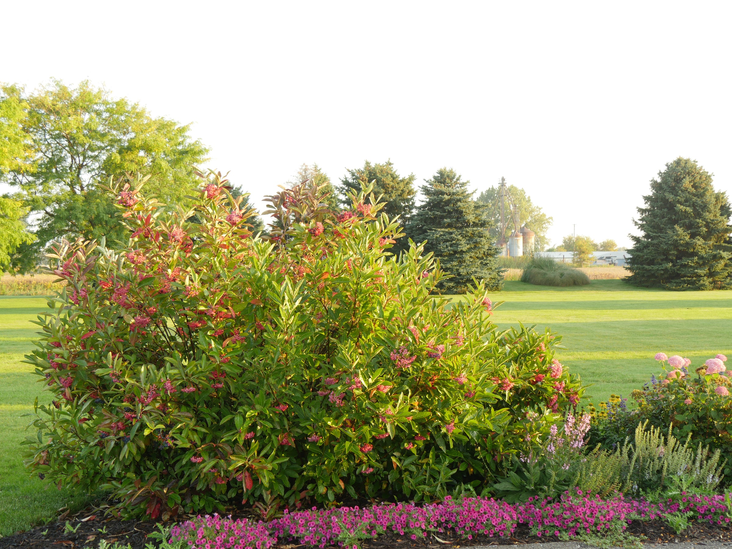 Products | J. Berry Nursery