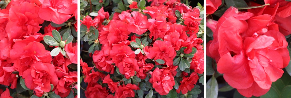 Azalea Deja Bloom® Vixen™ - 6” Pot | J. Berry Nursery
