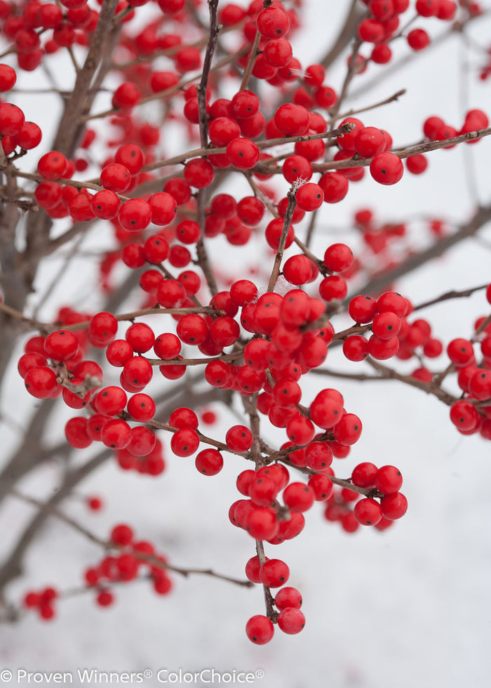 Products | J. Berry Nursery