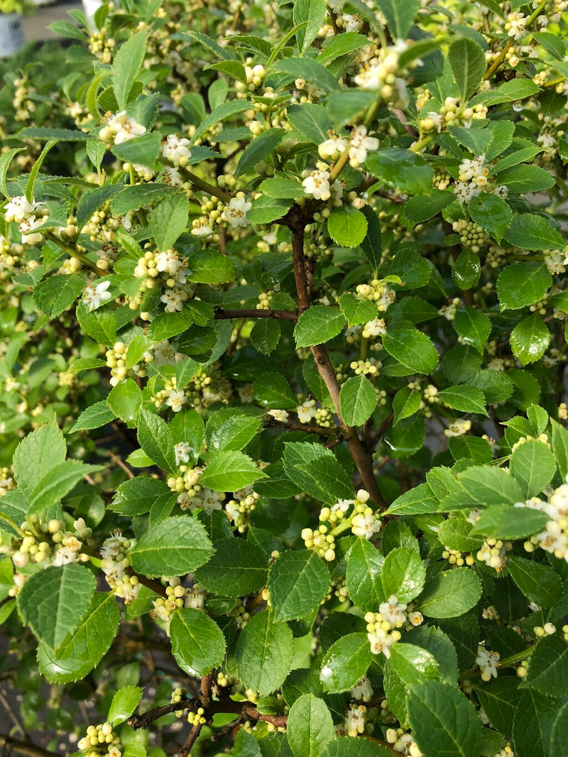 Products | J. Berry Nursery