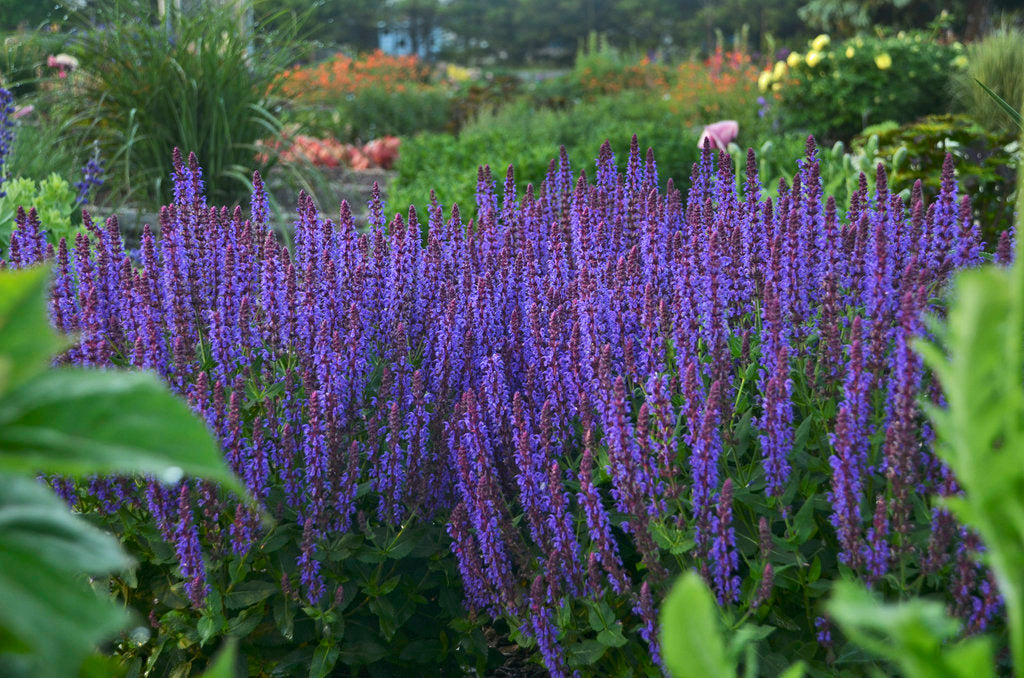 Violet Riot - Color Spires® Perennial Salvia PW - 1 Gallon | J. Berry ...