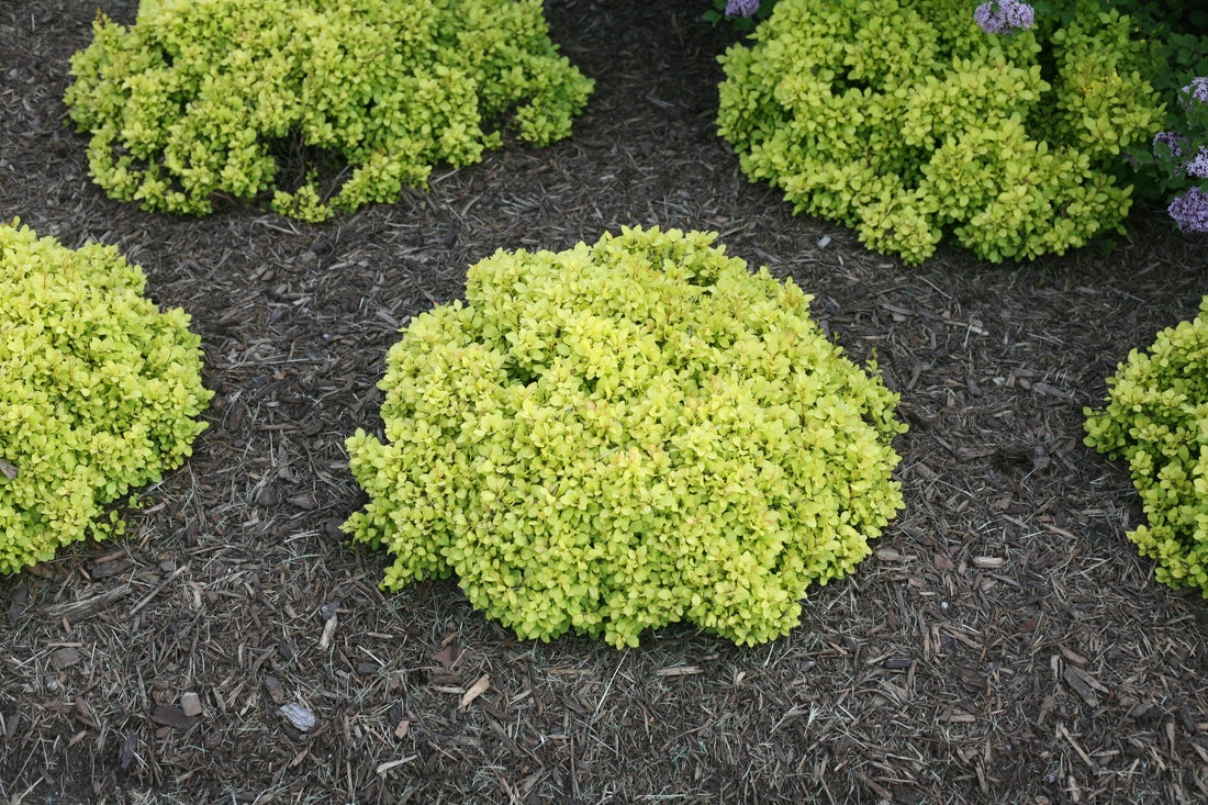 Barberry Sunjoy® Mini Saffron - 2 Gallon | J. Berry Nursery