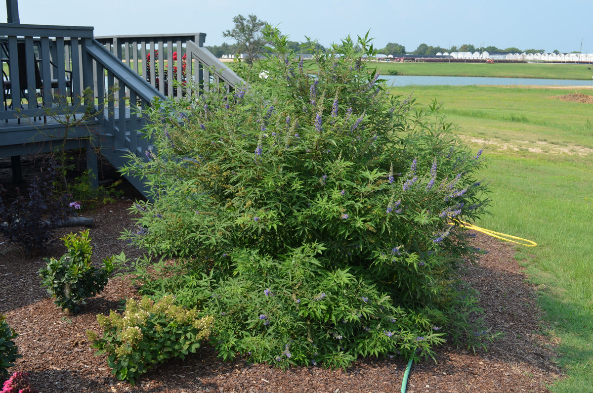 Busy Bee™ Vitex - 2 Gallon | J. Berry Nursery