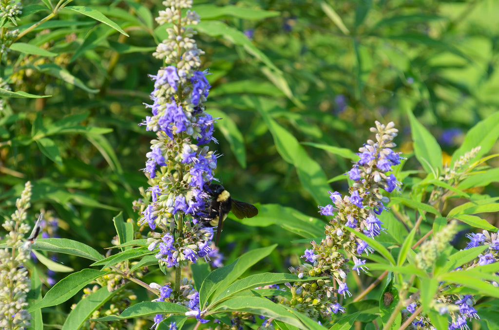 Products | J. Berry Nursery