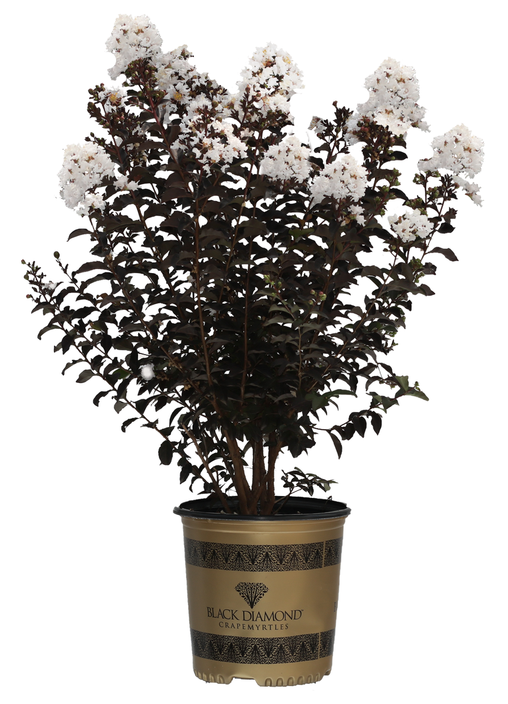 Crape Myrtles | J. Berry Nursery