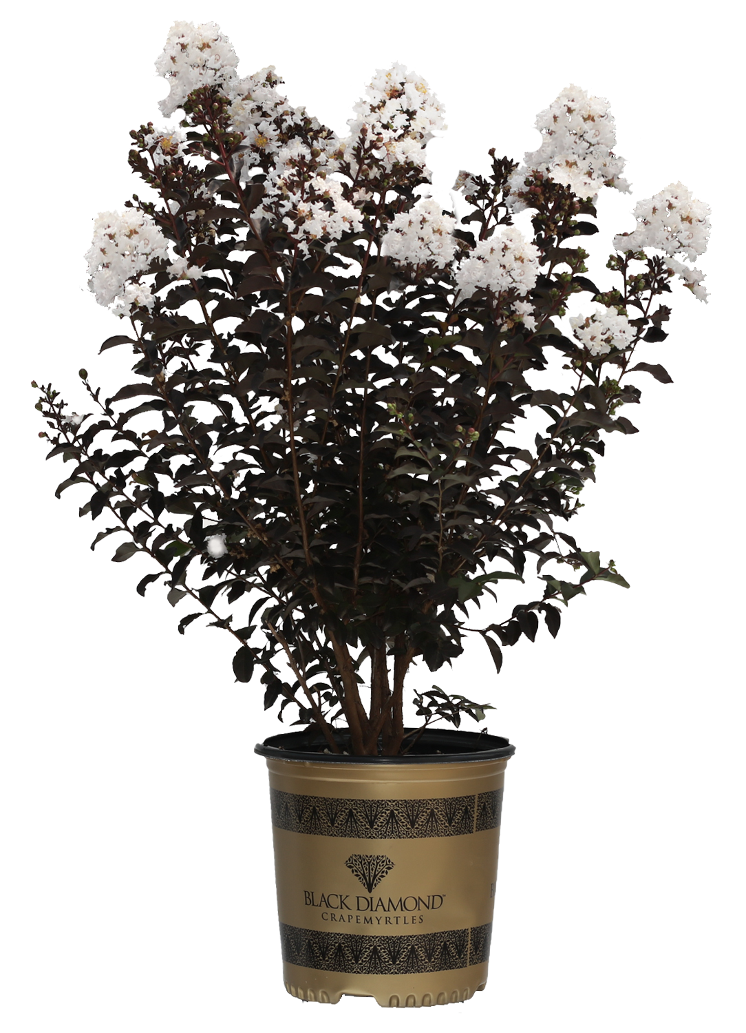 Crape Myrtles | J. Berry Nursery