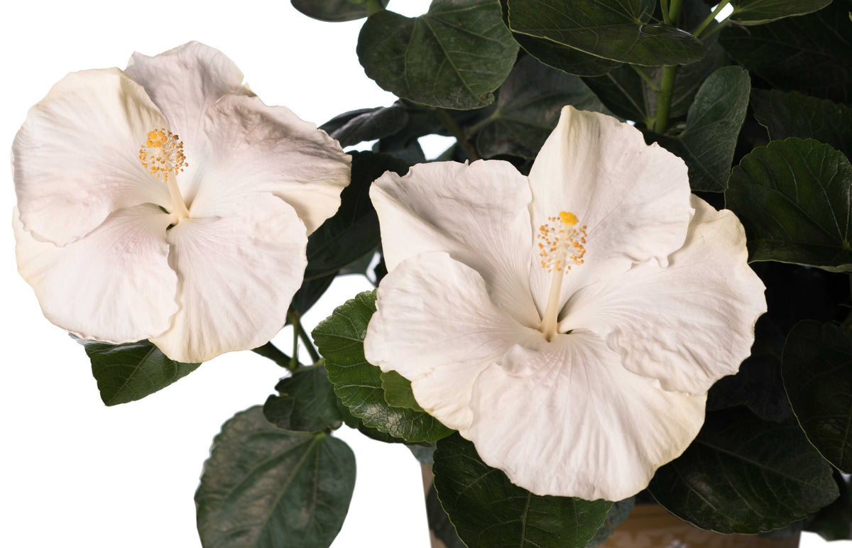 Earth Angel™ - Hollywood® Hibiscus - 1 Gallon | J. Berry Nursery