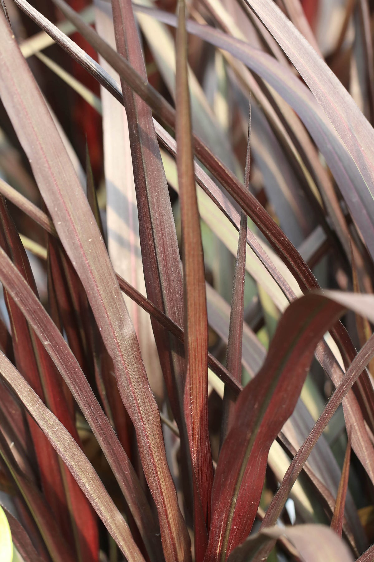 Grass First Knight™ - 2 Gallon | J. Berry Nursery