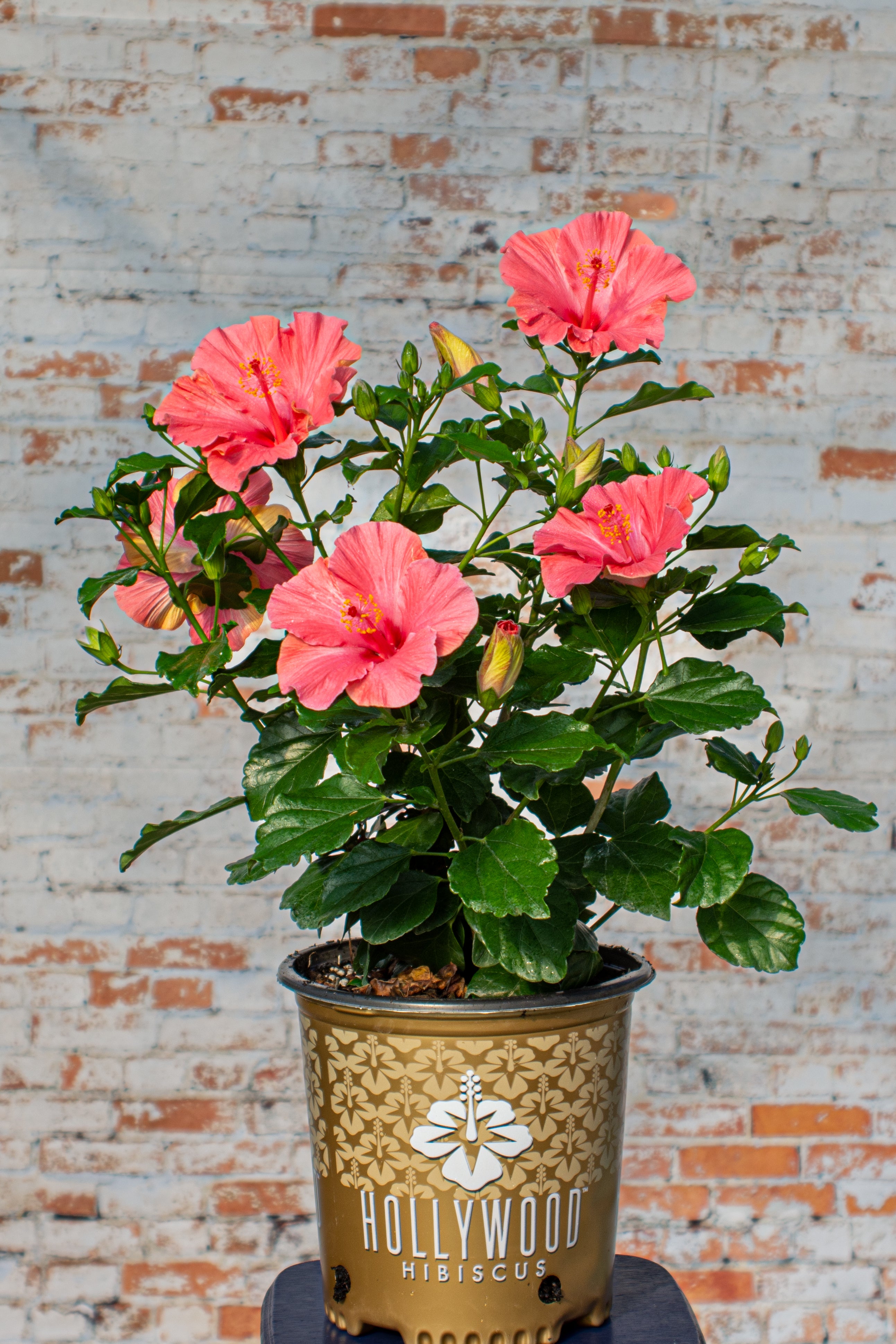 First Lady™ - Hollywood® Hibiscus - 2 Gallon | J. Berry Nursery