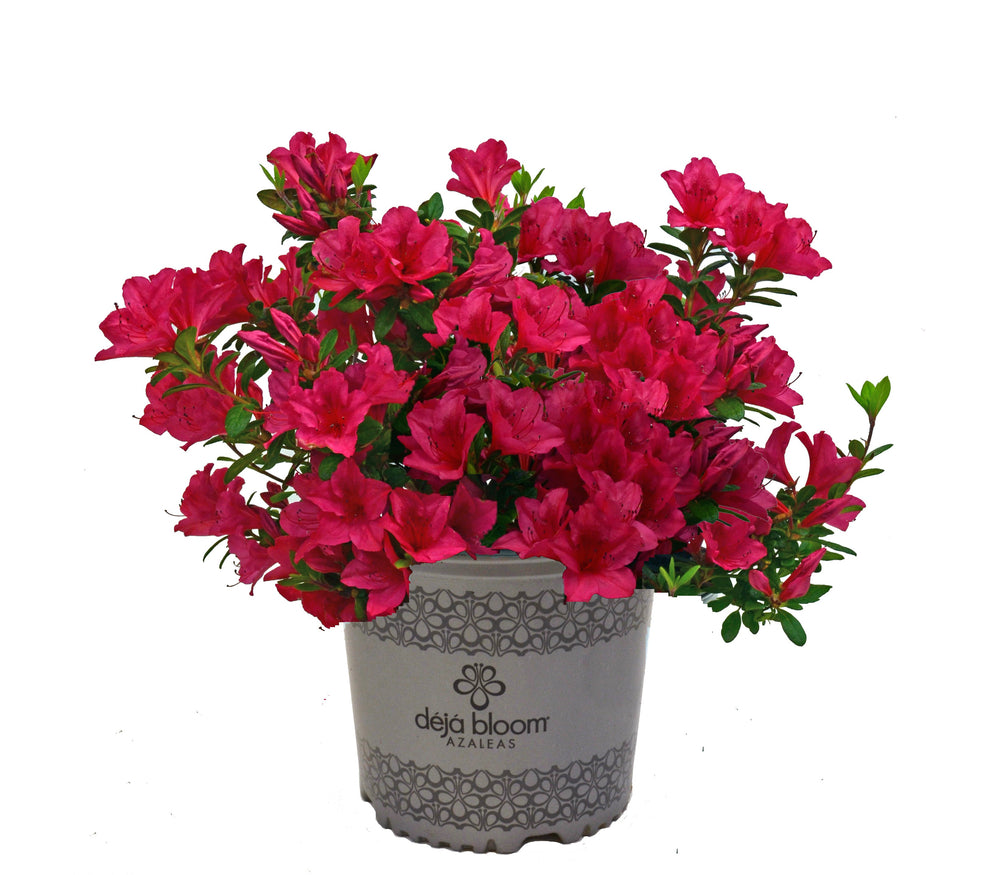 Azaleas | J. Berry Nursery