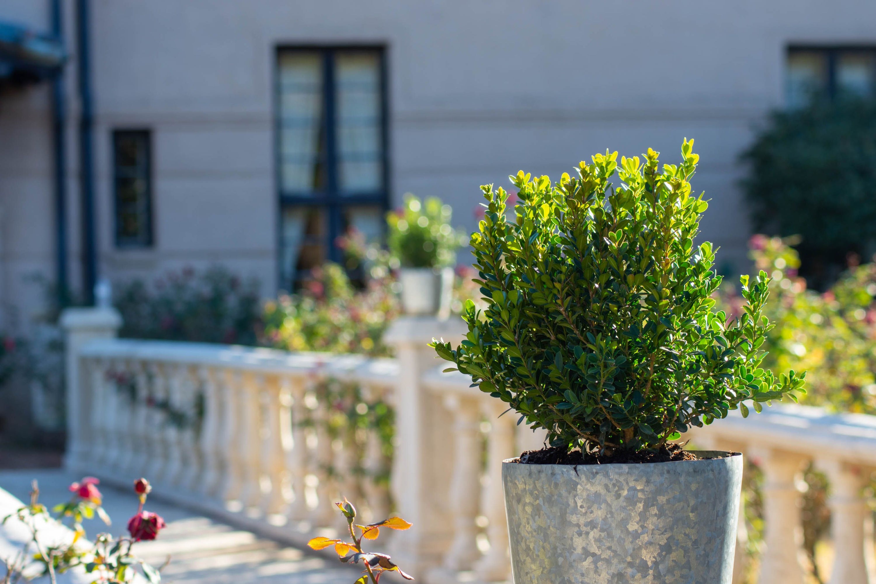 Products | J. Berry Nursery