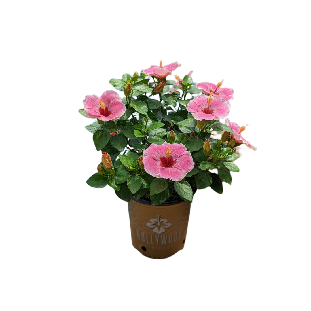 Products | J. Berry Nursery
