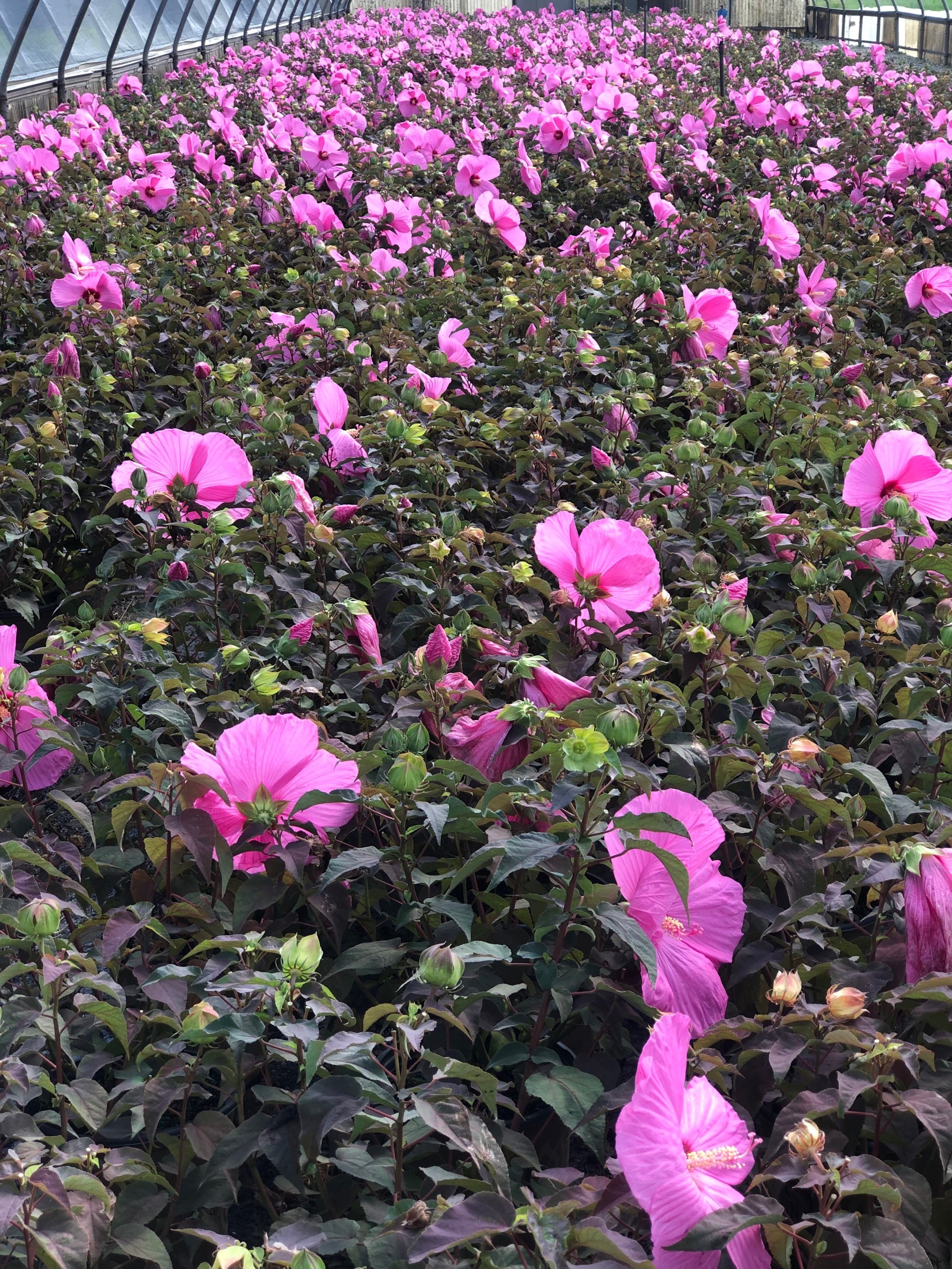 Products | J. Berry Nursery