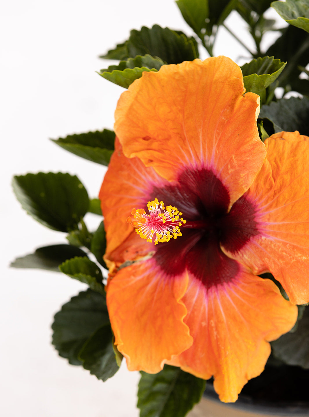 Disco Diva™ - Hollywood® Hibiscus - 2 Gallon | J. Berry Nursery