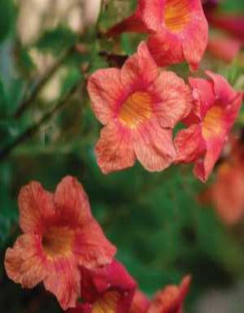 Red Hot - Trumpet Flower (Esperanza Tecoma) - 2 Gallon | J. Berry Nursery