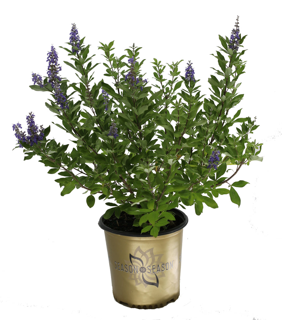 Products | J. Berry Nursery