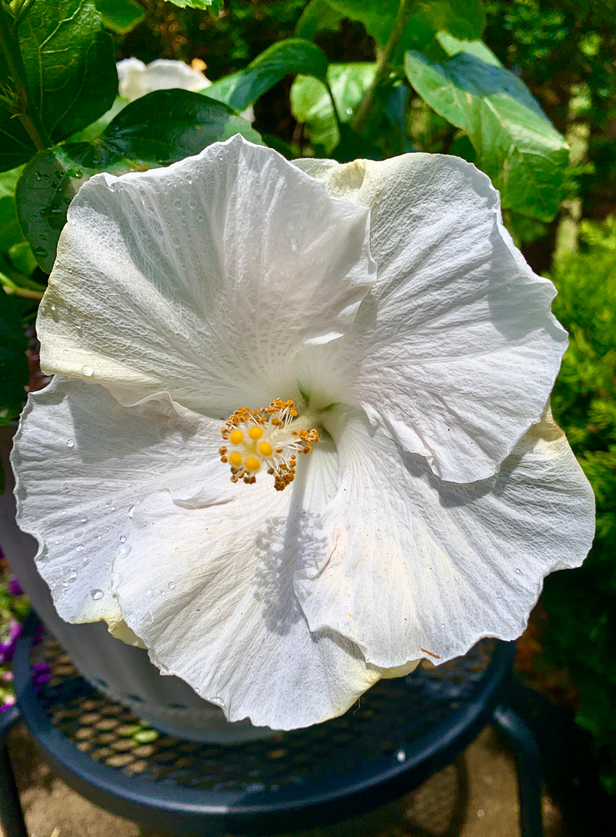 Earth Angel™ - Hollywood® Hibiscus - 1 Gallon | J. Berry Nursery