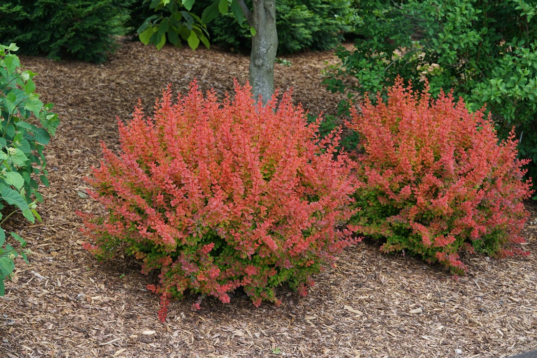 Barberry Sunjoy® Tangelo - 2 Gallon | J. Berry Nursery
