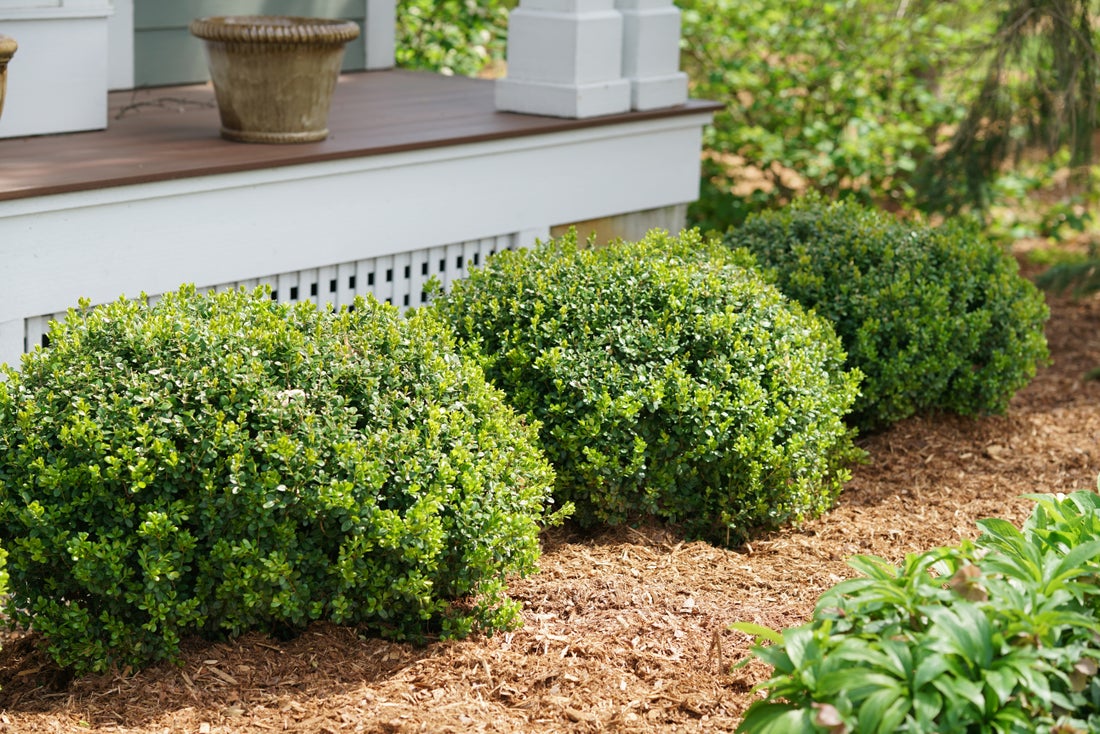 Sprinter® Boxwood Shrub - 1 Gallon | J. Berry Nursery